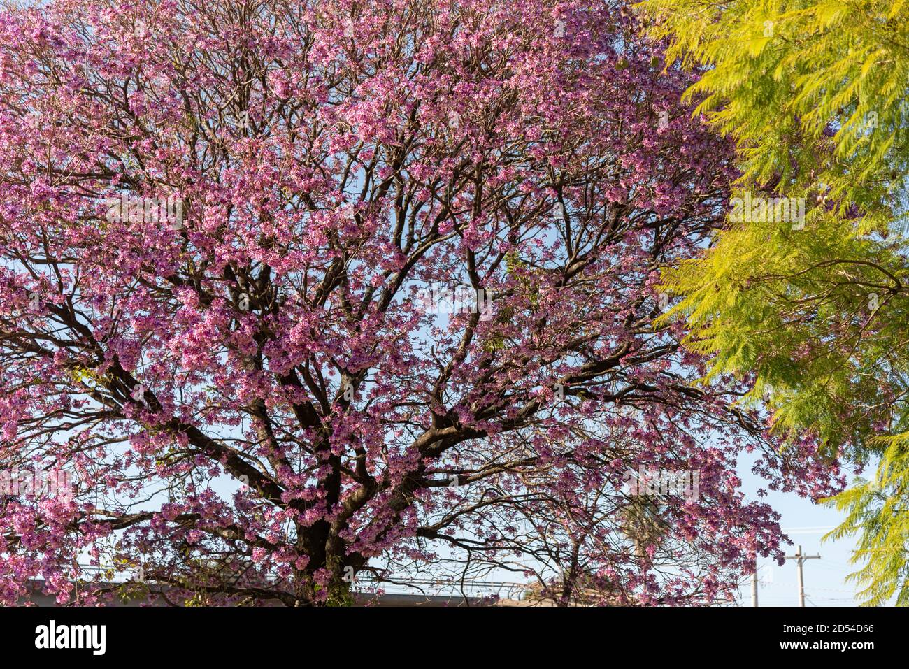 Pink ipe tree (Tabebuia impetiginosa). The ipe-rosa is a South American ...