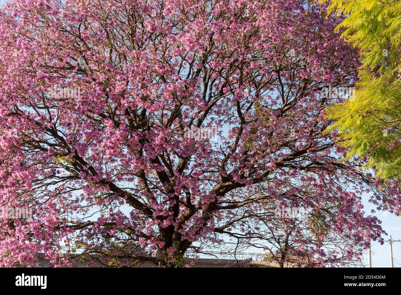 Pink ipe tree (Tabebuia impetiginosa). The ipe-rosa is a South American ...