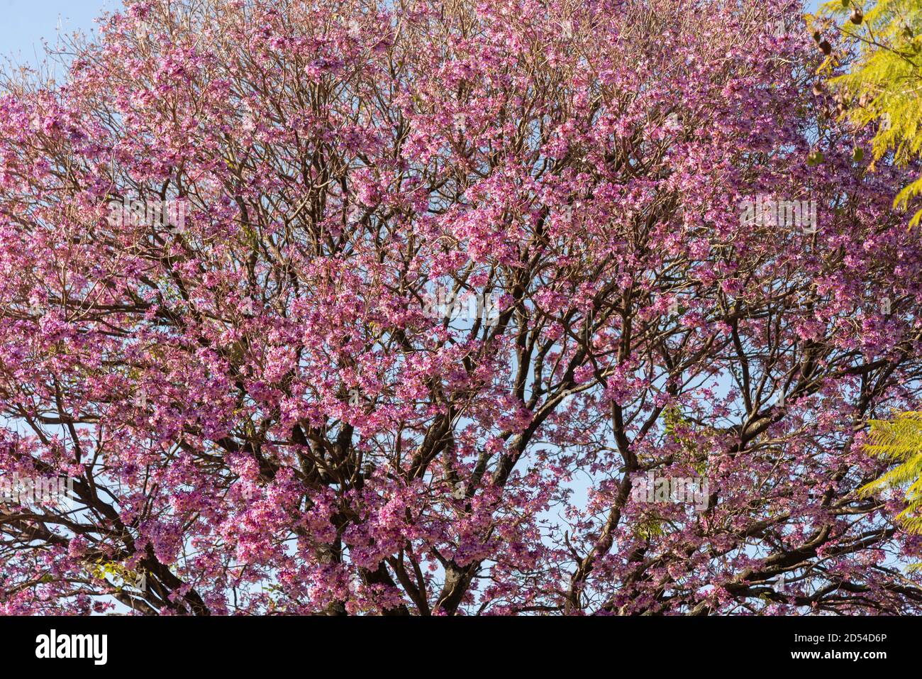 Pink ipe tree (Tabebuia impetiginosa). The ipe-rosa is a South American ...