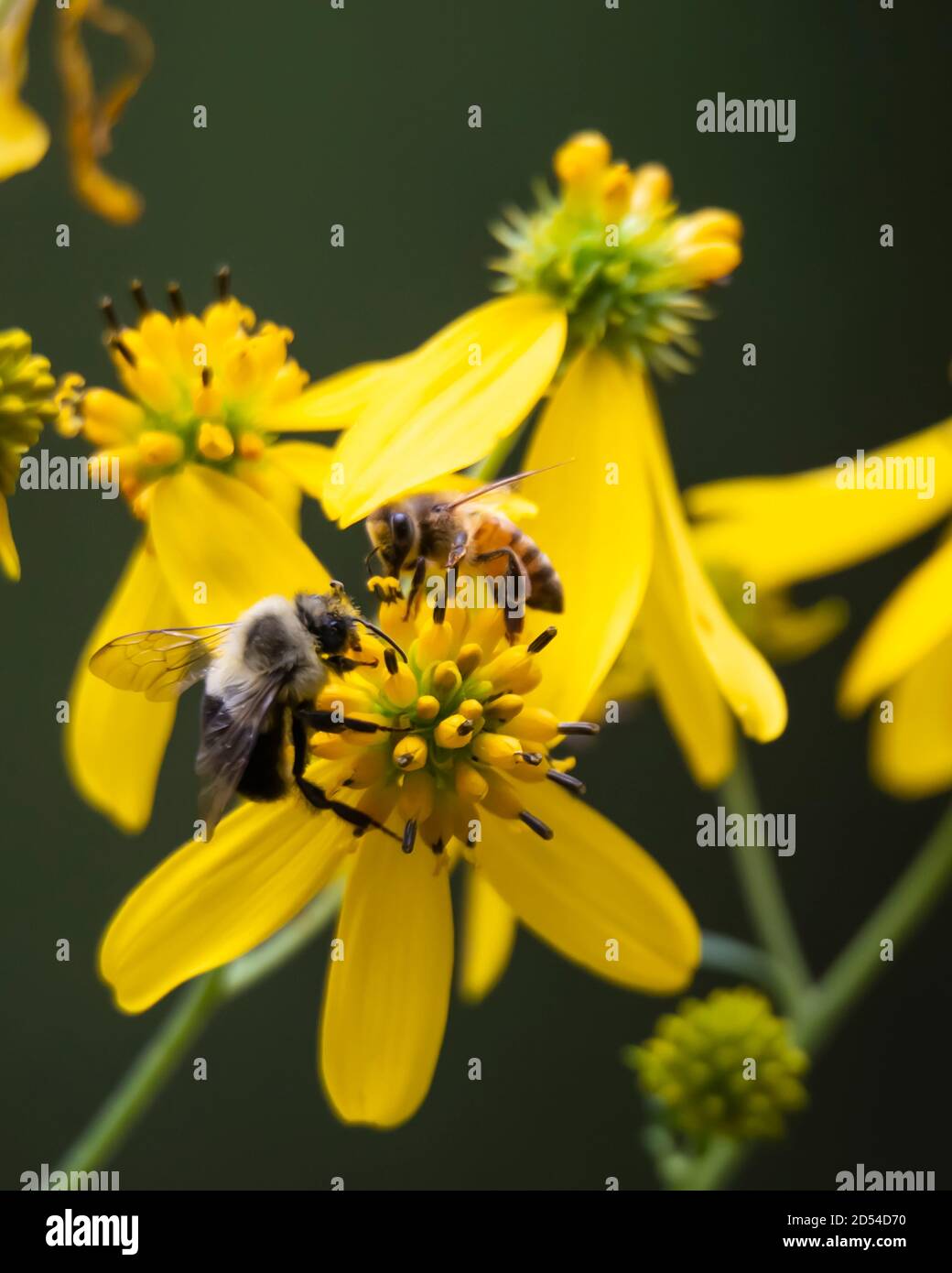 Insect photography, macro images of bees Stock Photo - Alamy