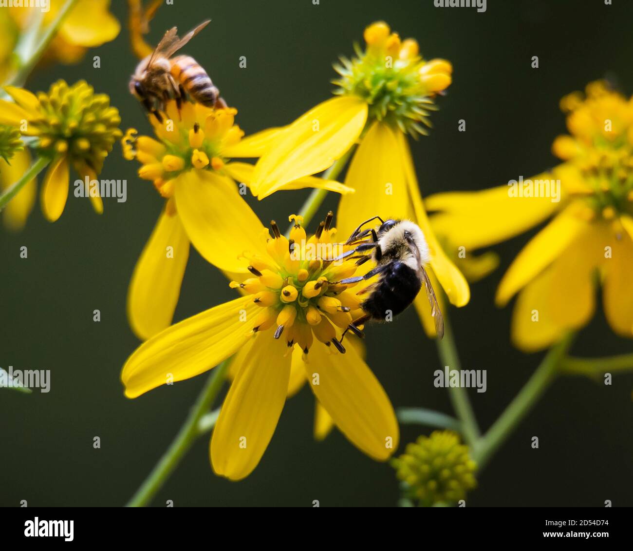 Insect photography, macro images of bees Stock Photo - Alamy
