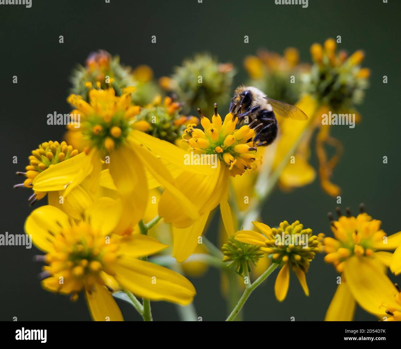 Insect photography, macro images of bees Stock Photo - Alamy