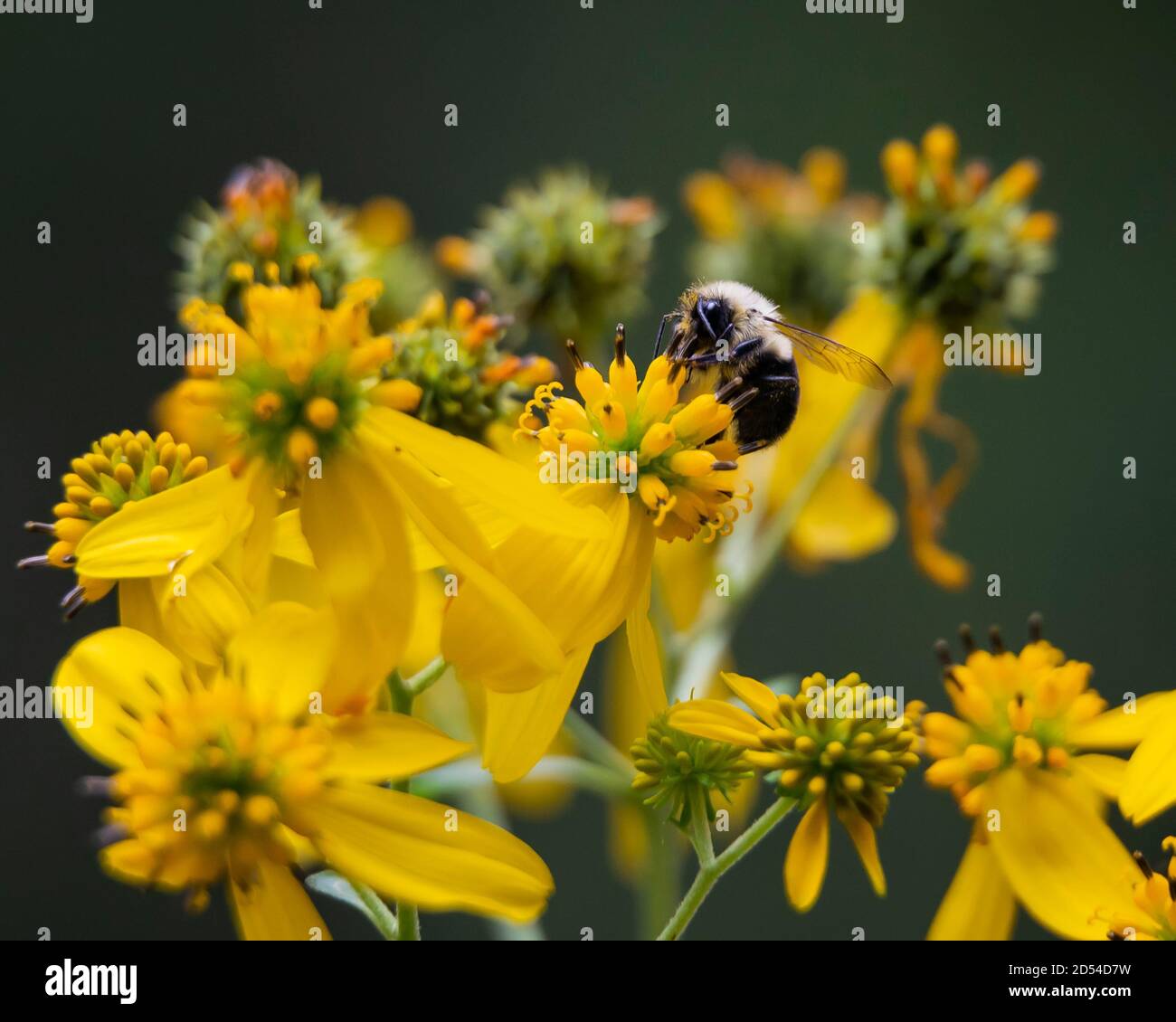 Insect photography, macro images of bees Stock Photo - Alamy