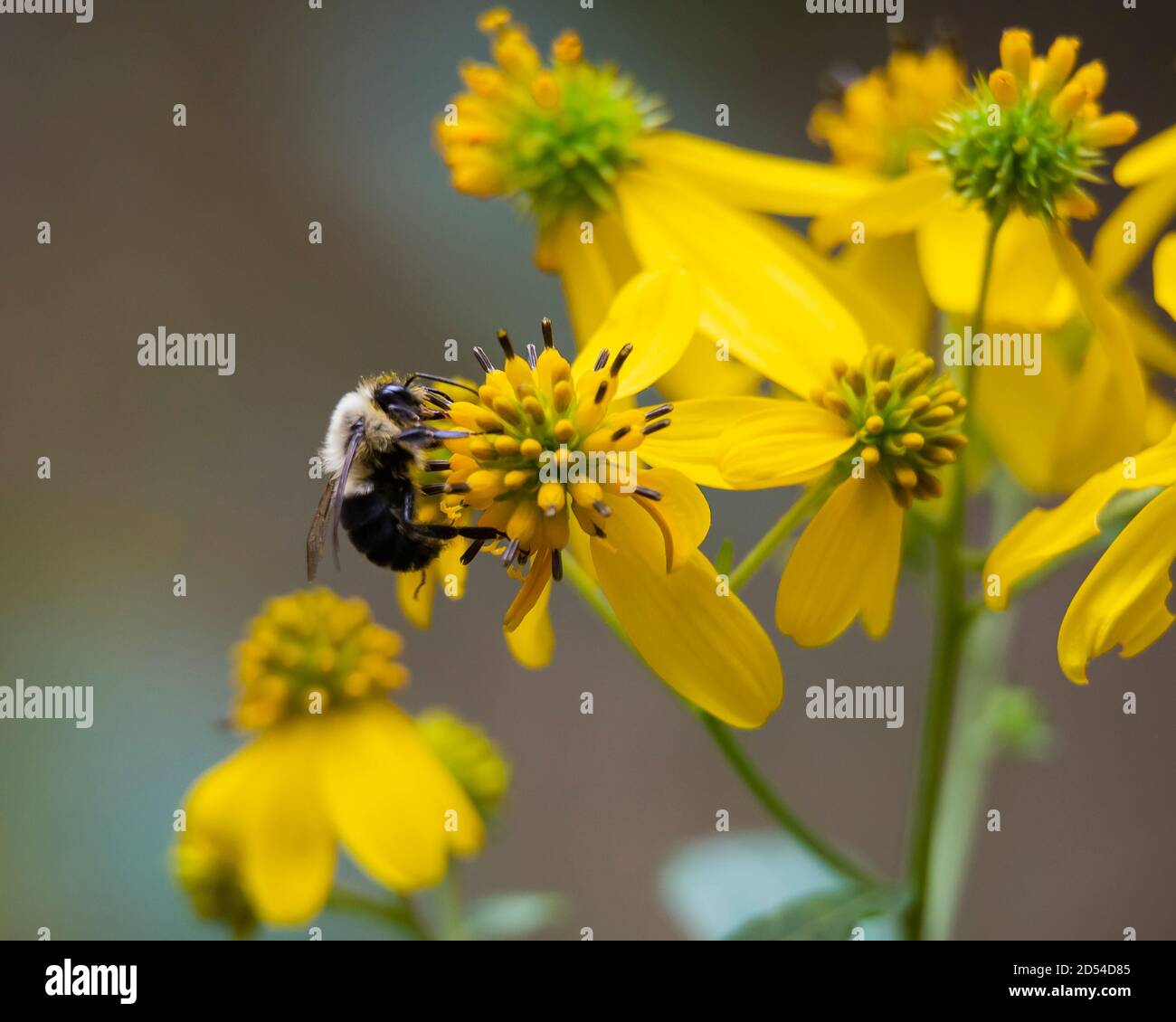 Insect photography, macro images of bees Stock Photo - Alamy