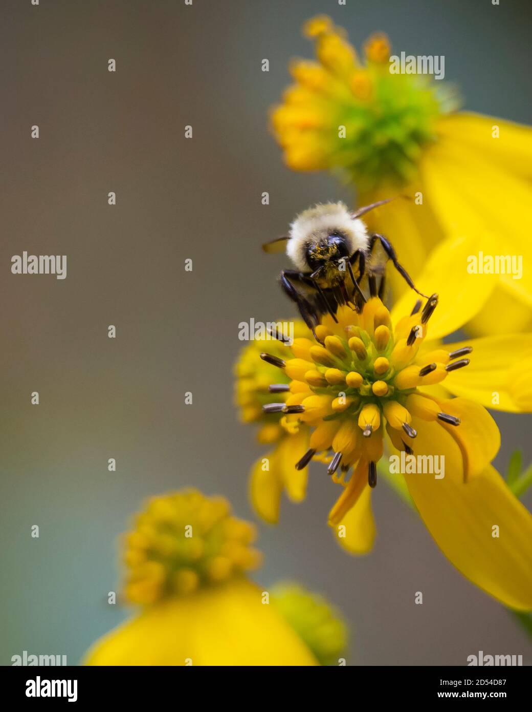 Insect photography, macro images of bees Stock Photo - Alamy