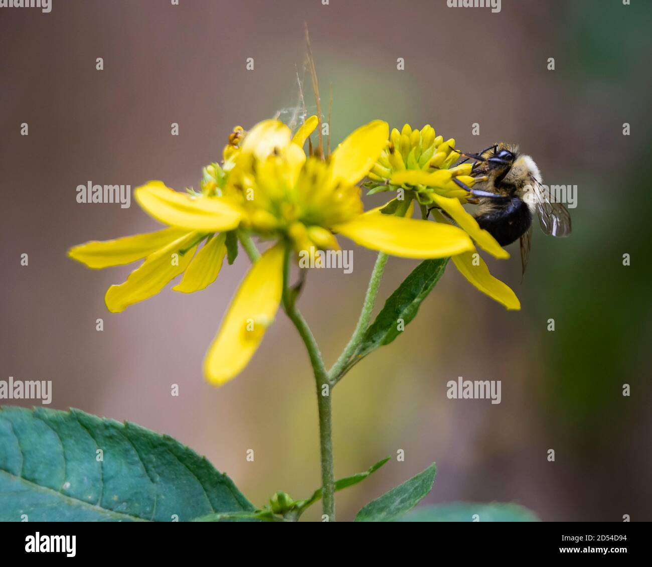 Insect photography, macro images of bees Stock Photo - Alamy