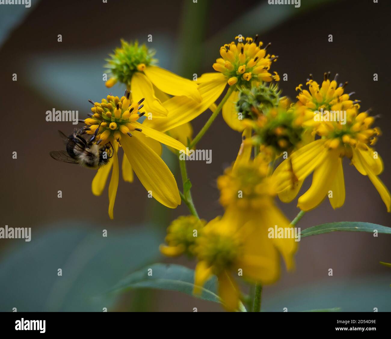 Insect photography, macro images of bees Stock Photo - Alamy