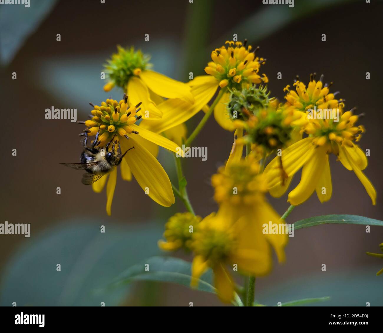 Insect photography, macro images of bees Stock Photo - Alamy