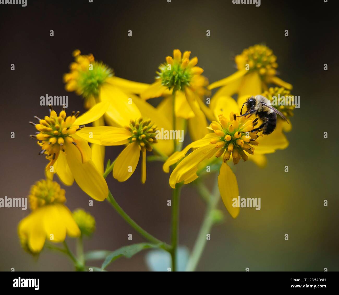 Insect photography, macro images of bees Stock Photo - Alamy
