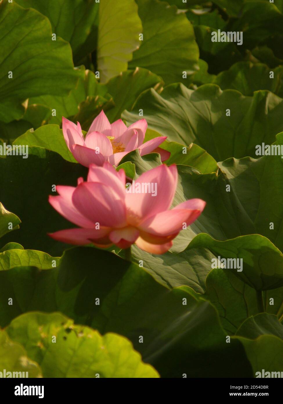 Vertical shot of pink lotus flower Stock Photo - Alamy