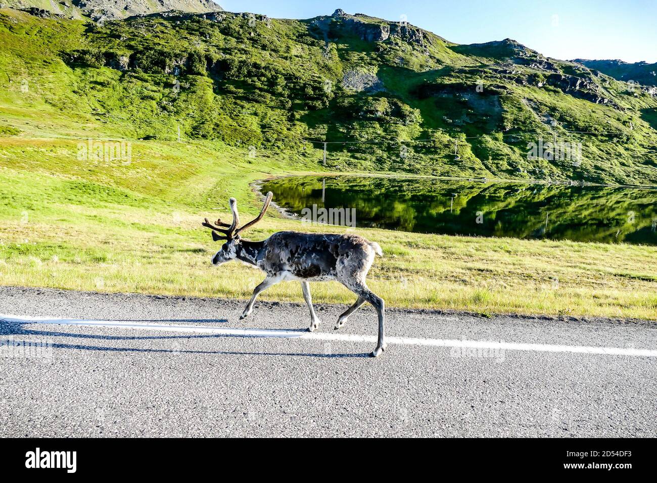 Donkey sweden hi-res stock photography and images - Alamy