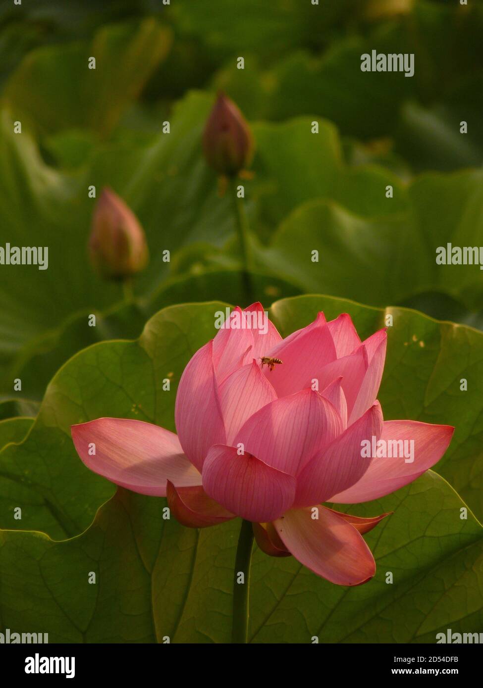 Vertical shot waterlily flower hi-res stock photography and images - Alamy