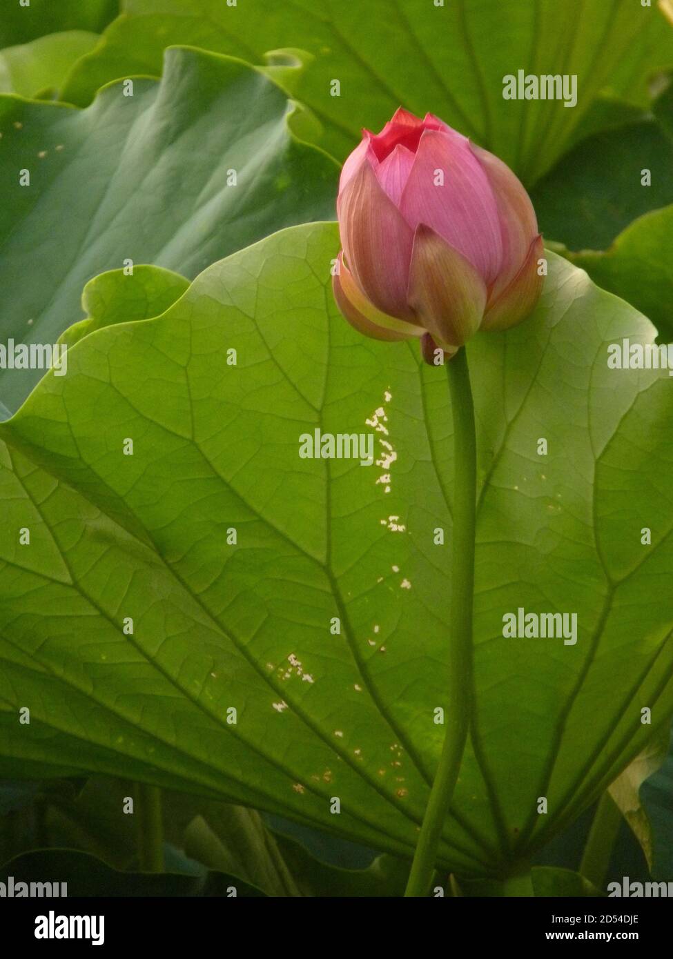 Vertical shot of pink lotus flower Stock Photo - Alamy