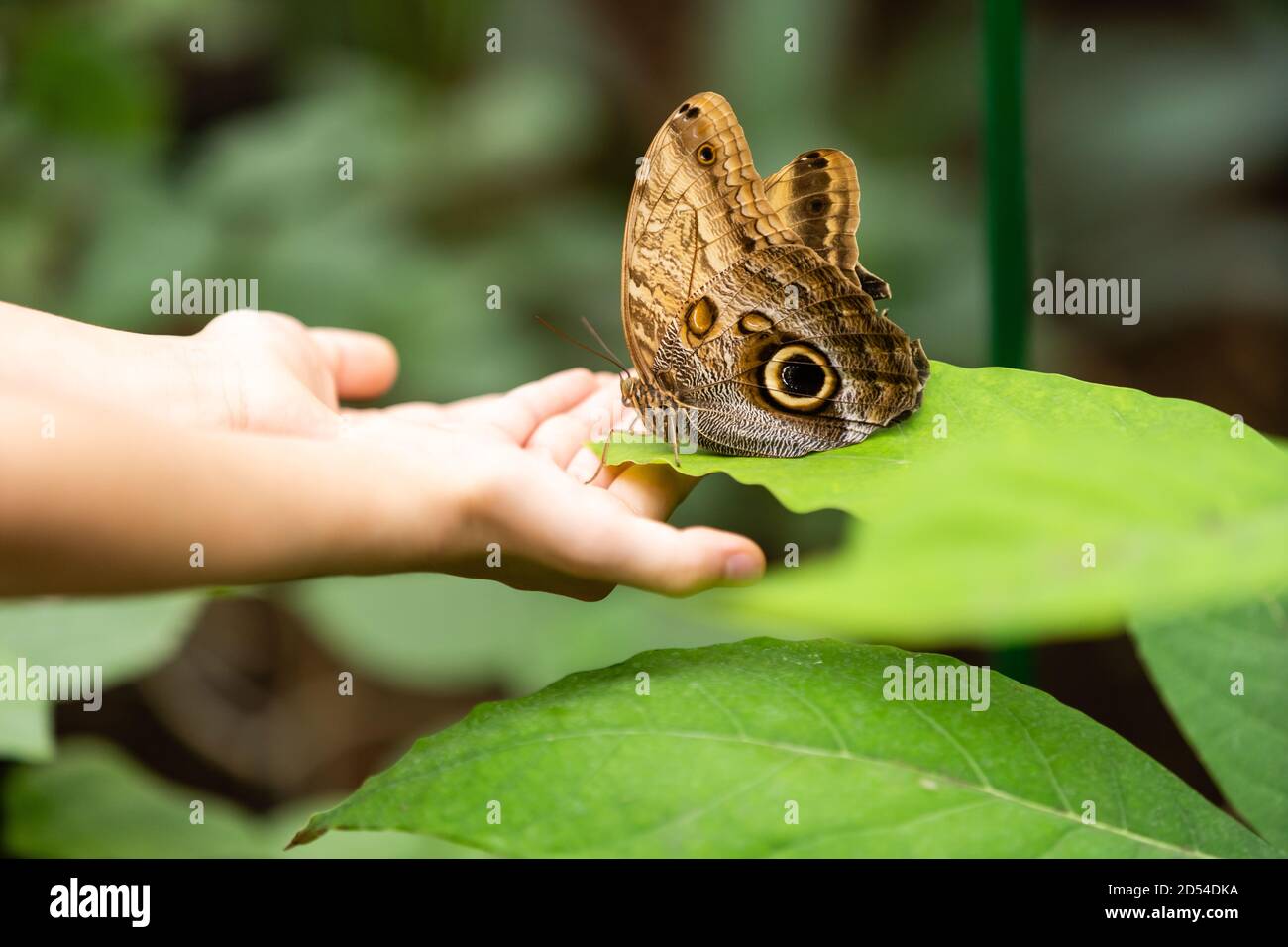 Little girl holding butterfly in her hand Stock Photo - Alamy