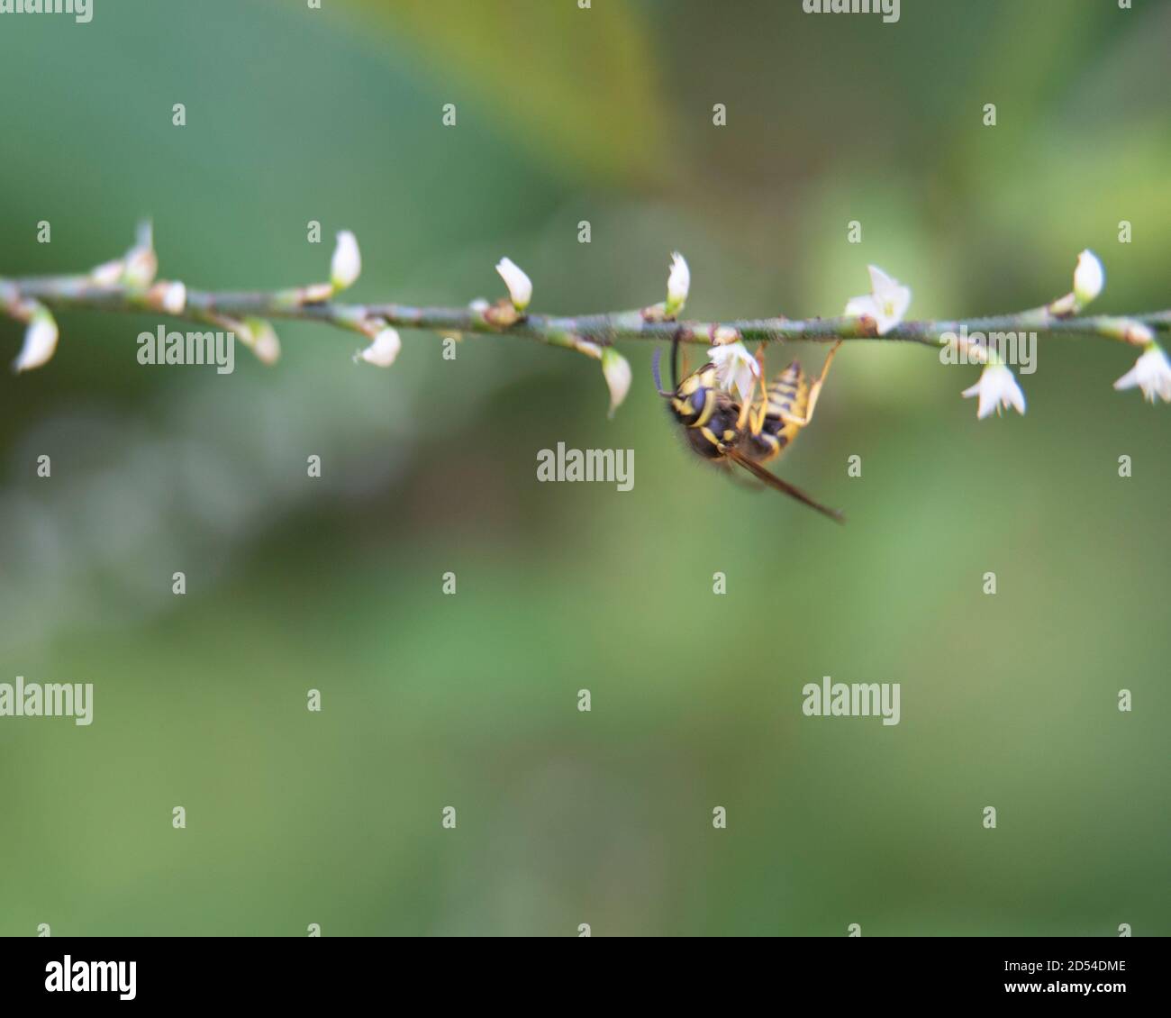 Insect photography, macro images of bees Stock Photo - Alamy