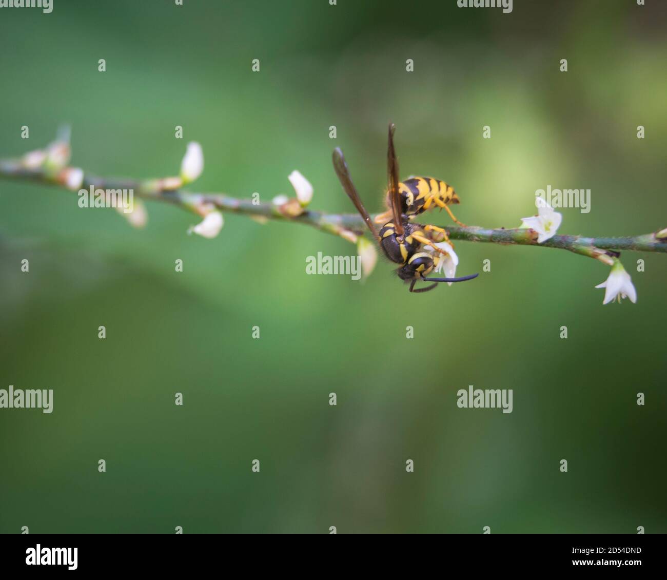 Insect photography, macro images of bees Stock Photo - Alamy
