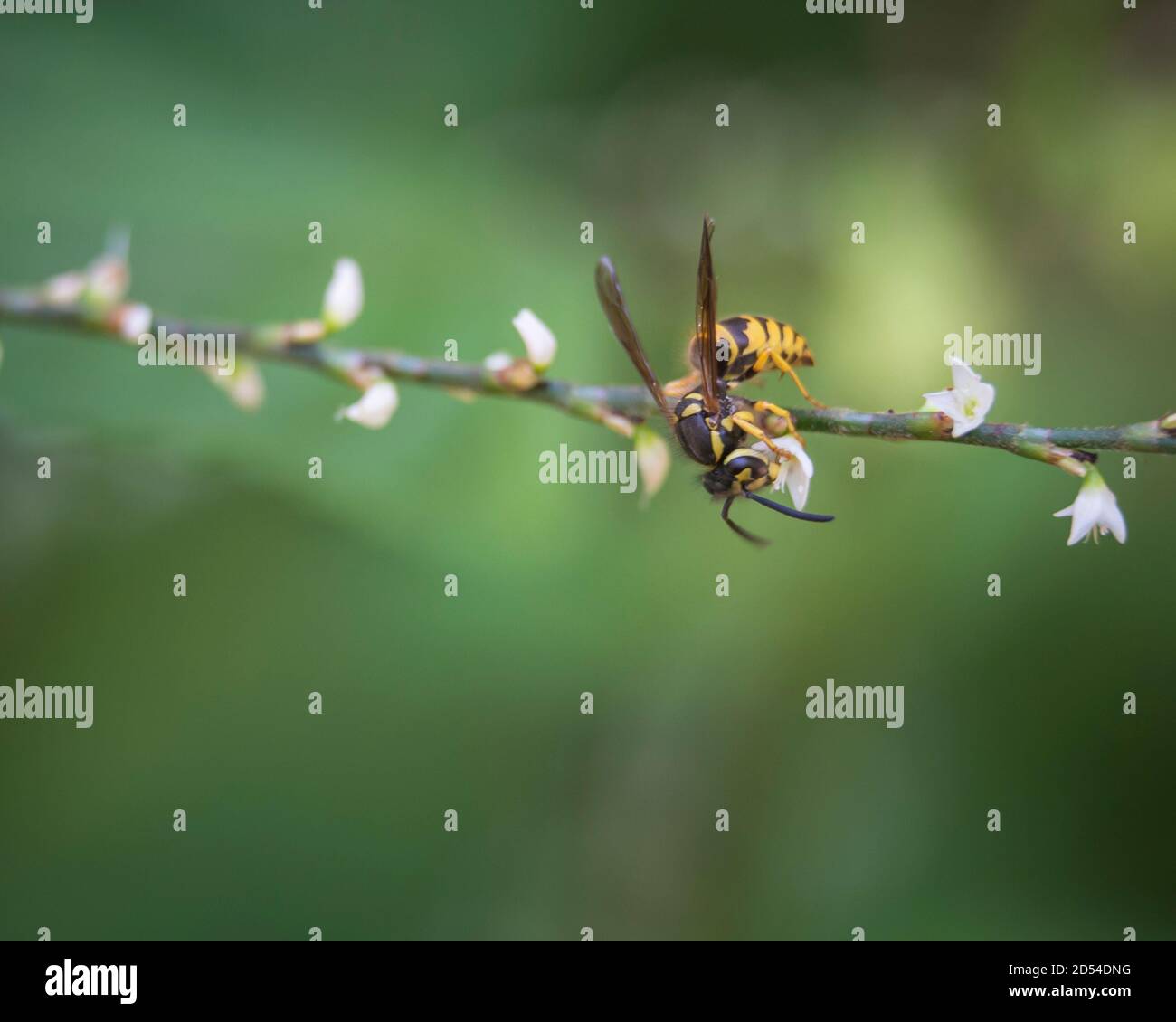 Insect photography, macro images of bees Stock Photo - Alamy