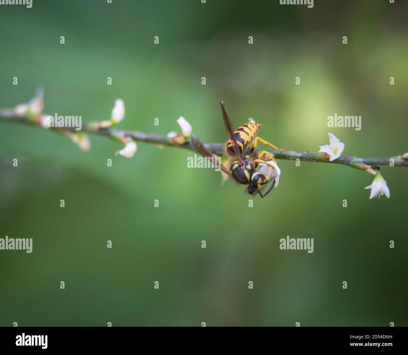 Insect photography, macro images of bees Stock Photo - Alamy