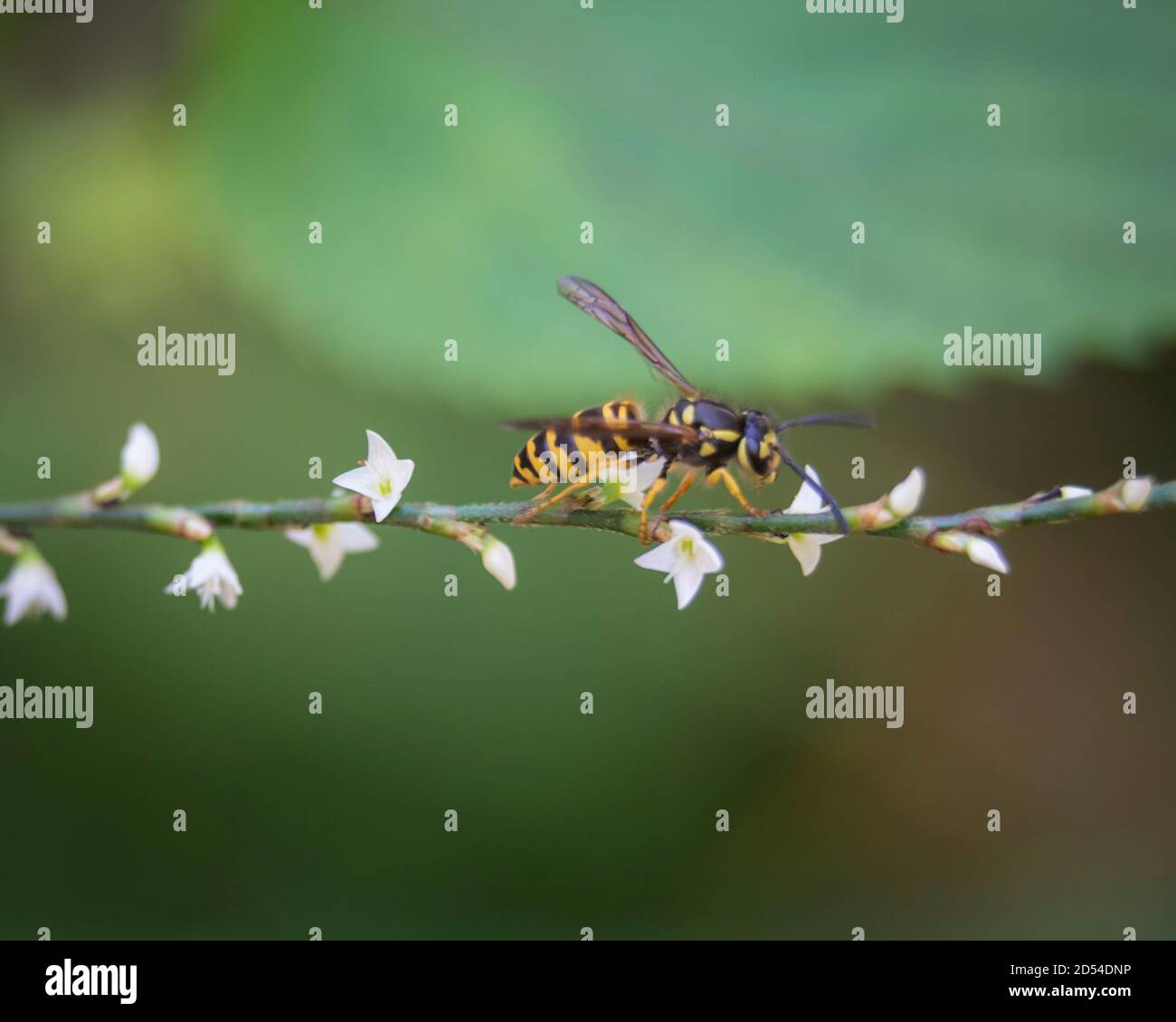 Insect photography, macro images of bees Stock Photo - Alamy