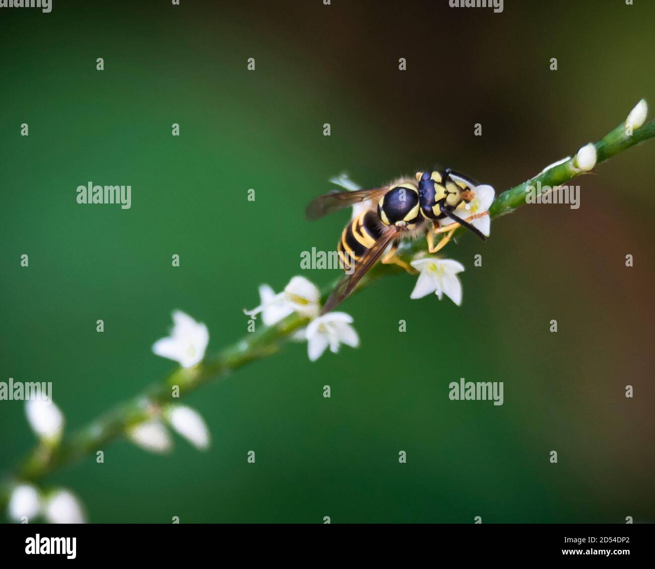 Insect photography, macro images of bees Stock Photo - Alamy