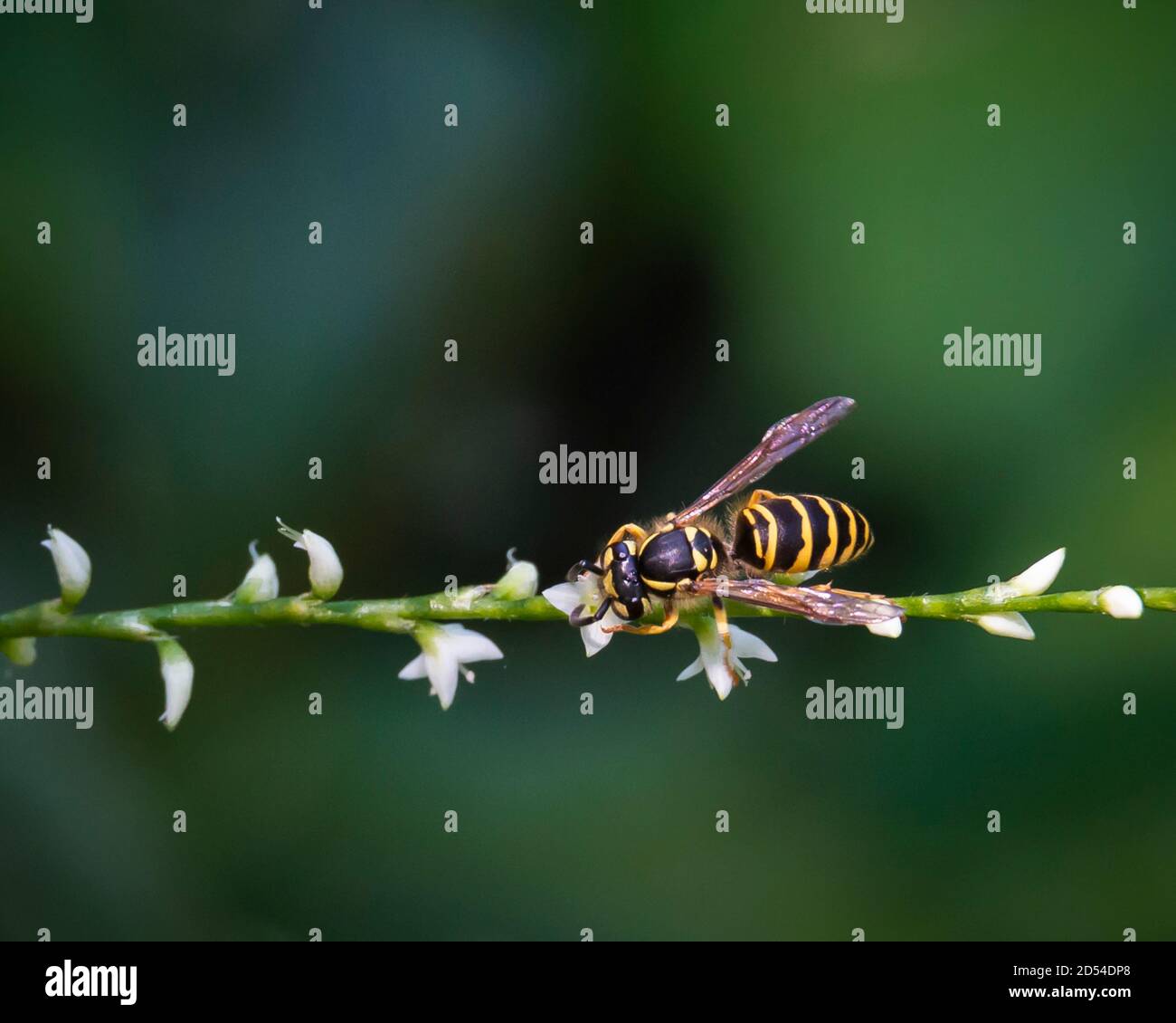 Insect photography, macro images of bees Stock Photo - Alamy