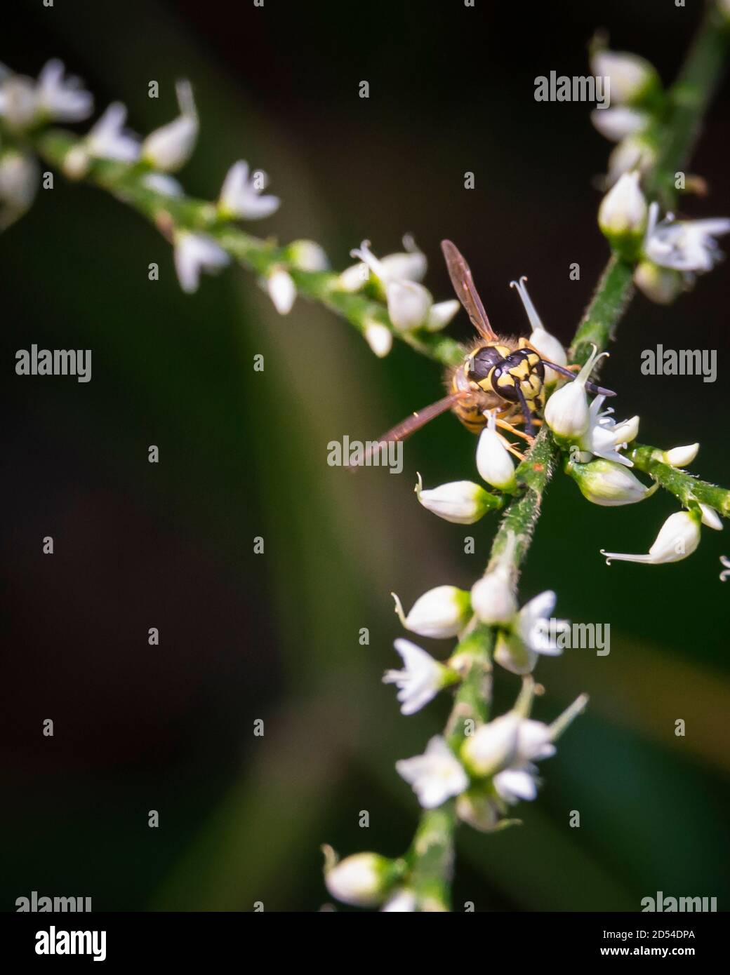 Insect photography, macro images of bees Stock Photo - Alamy