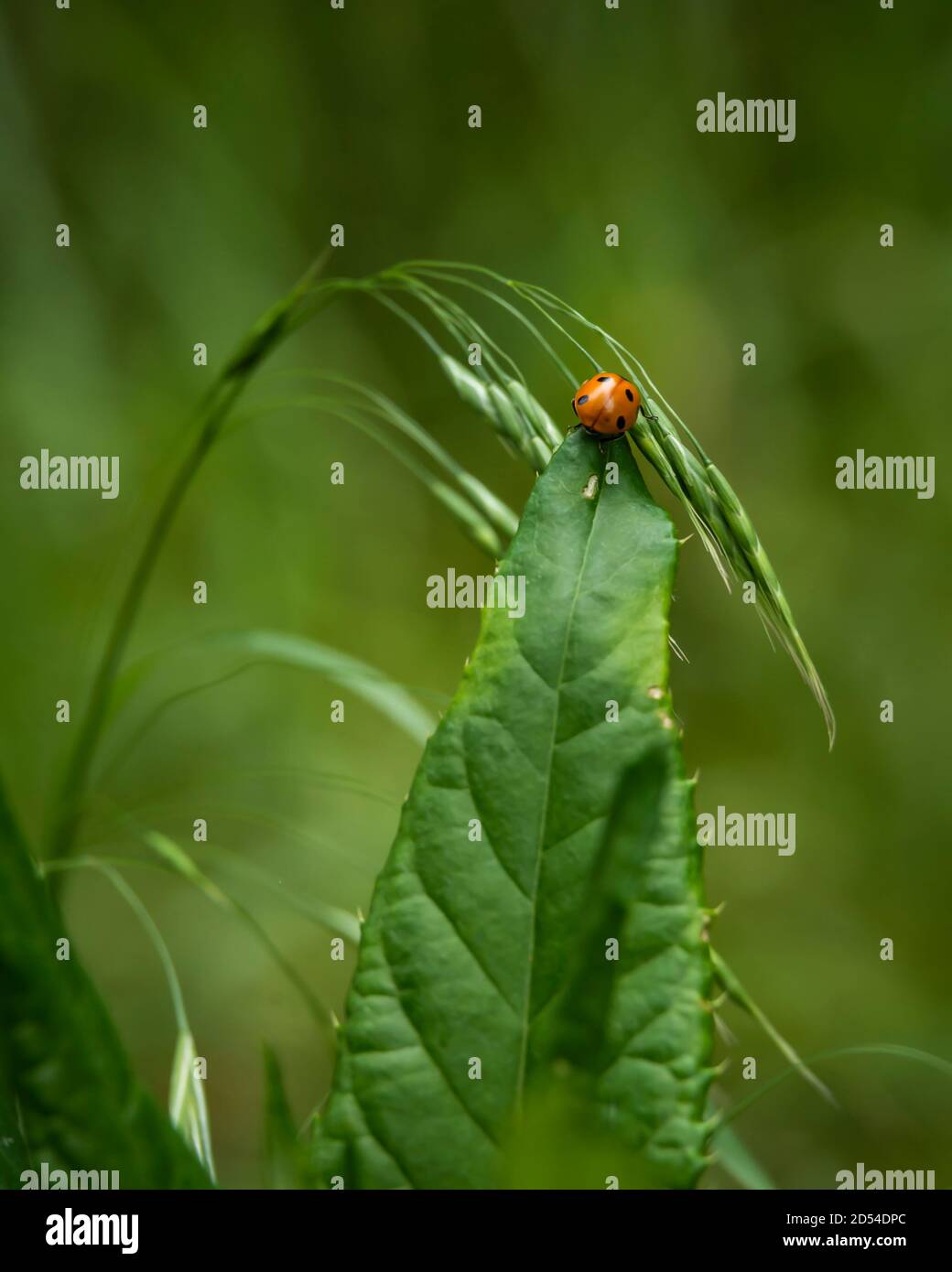 Insect photography, macro images of bees Stock Photo - Alamy