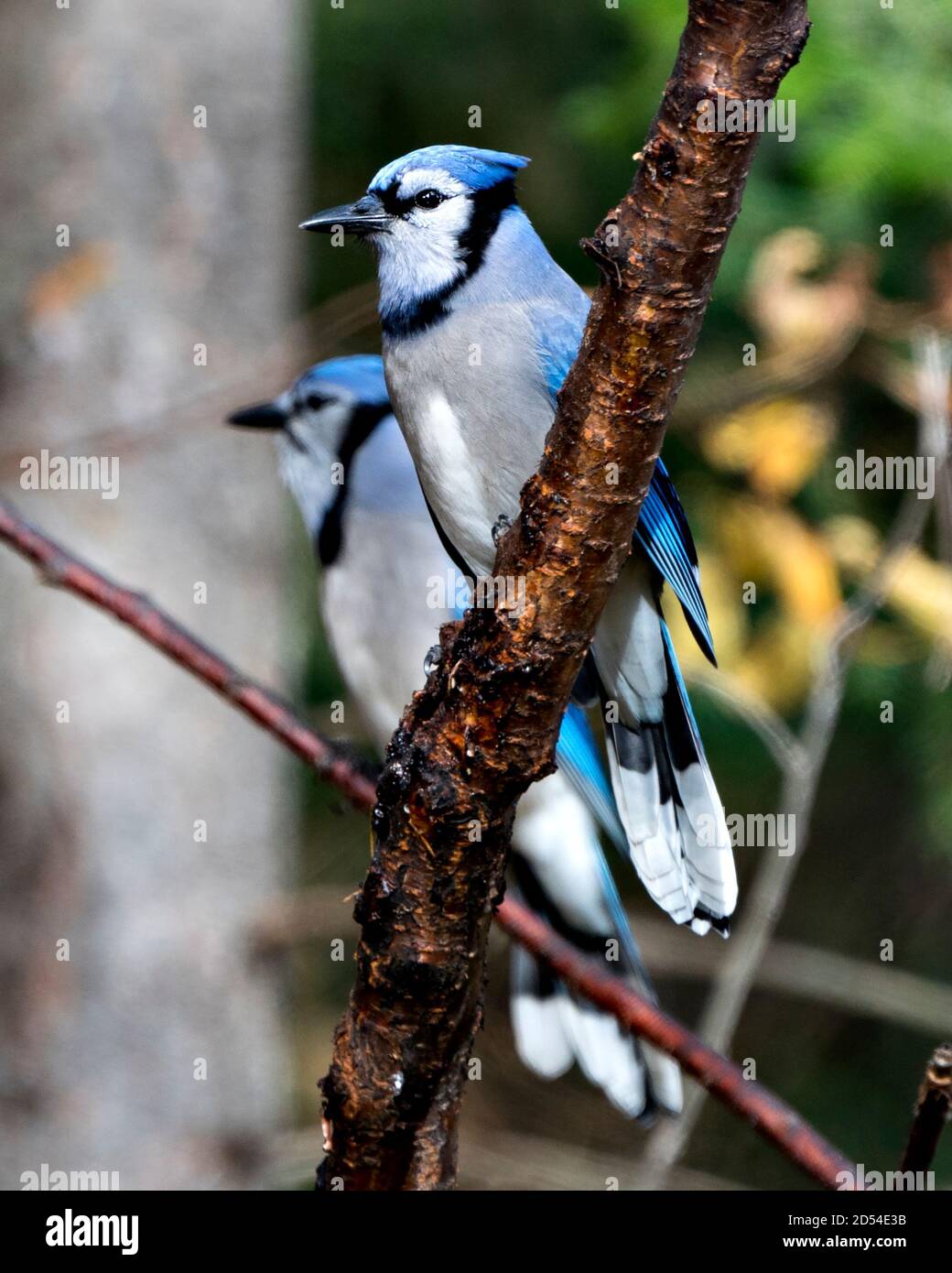 Jay picture hi-res stock photography and images - Alamy