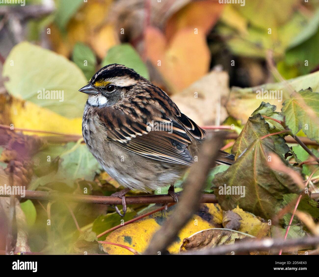 Sparrow close-up profile view on a branch with blur background looking ...