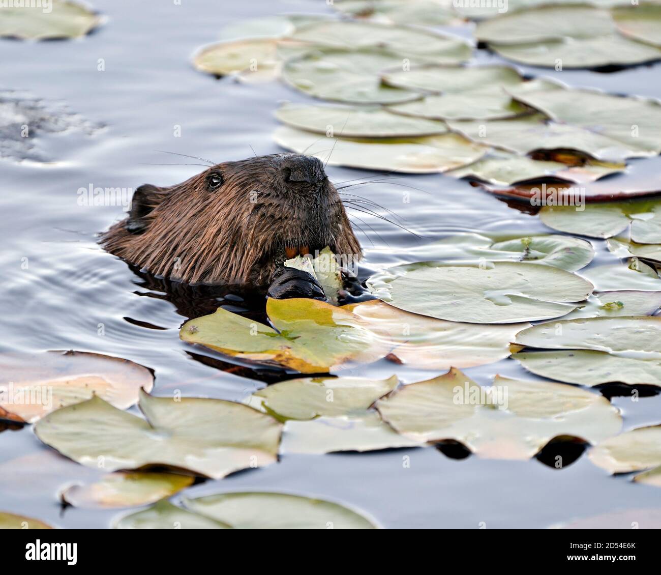 Beaver stock animal photo and image hi-res stock photography and images ...