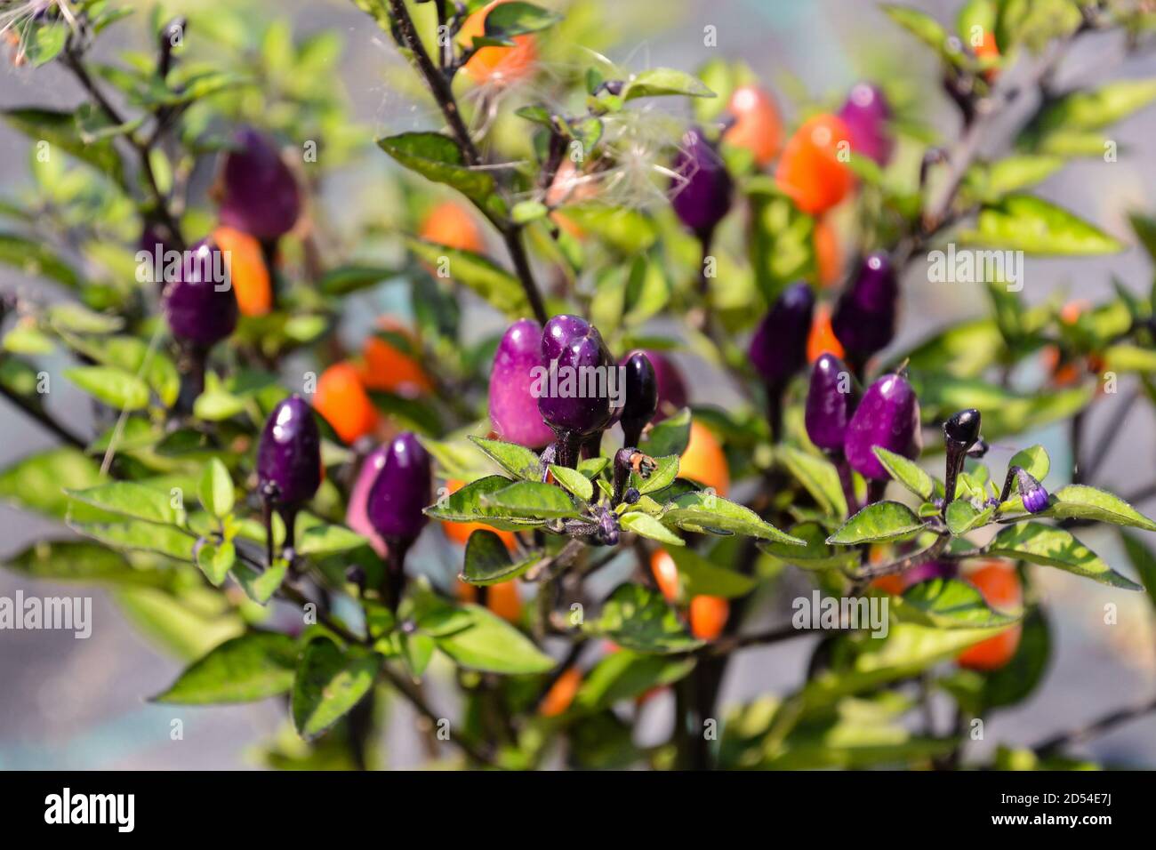 Multicolored chili pepper plant Stock Photo - Alamy