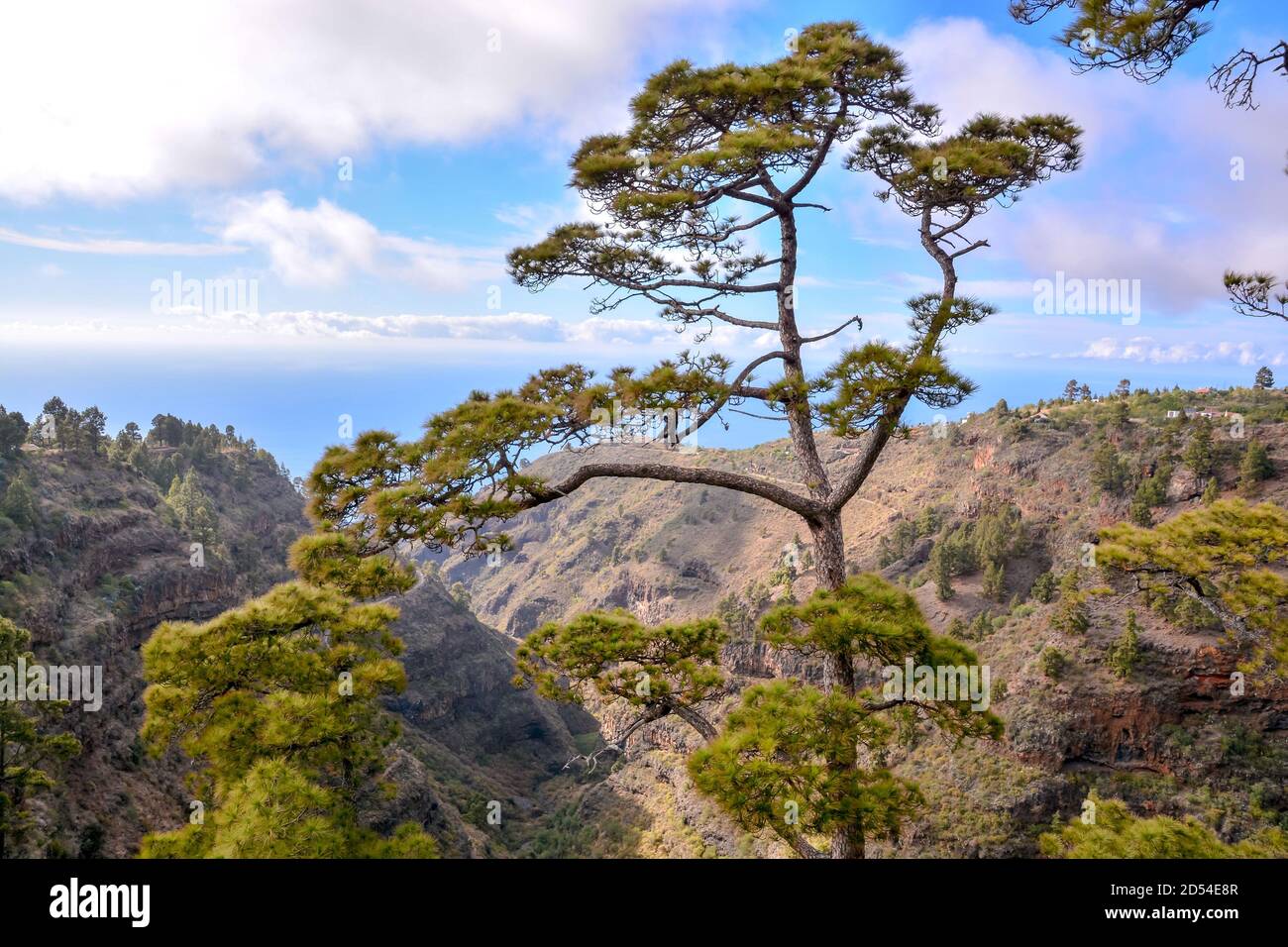 Pine Tree View Stock Photo - Alamy