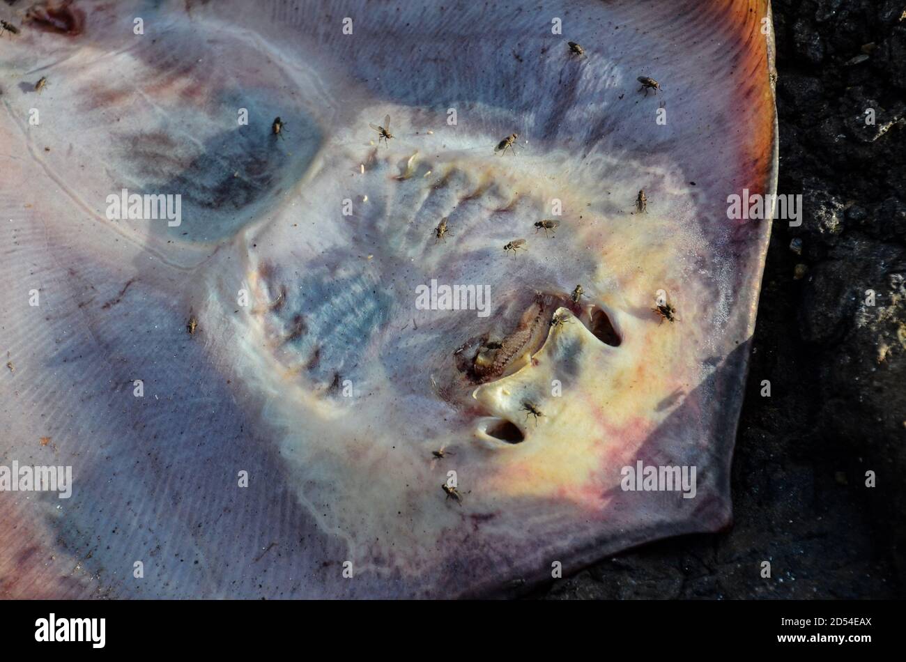 Dead stingray hi-res stock photography and images - Alamy