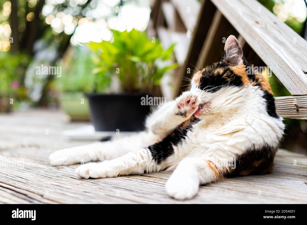 Calico cat sitting on porch hi-res stock photography and images - Alamy