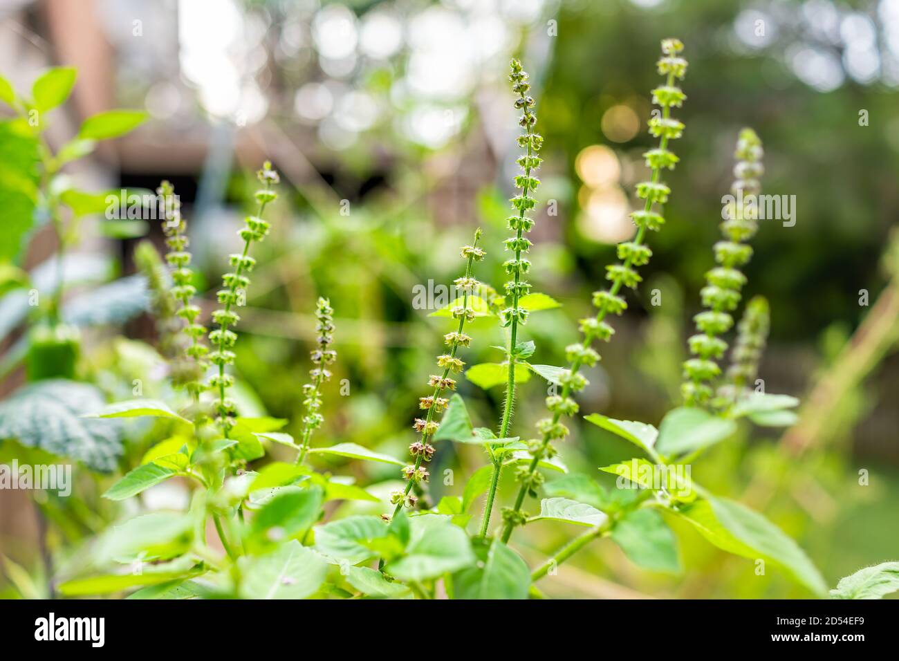 Closeup macro with bokeh blurry background of African blue spice basil ...