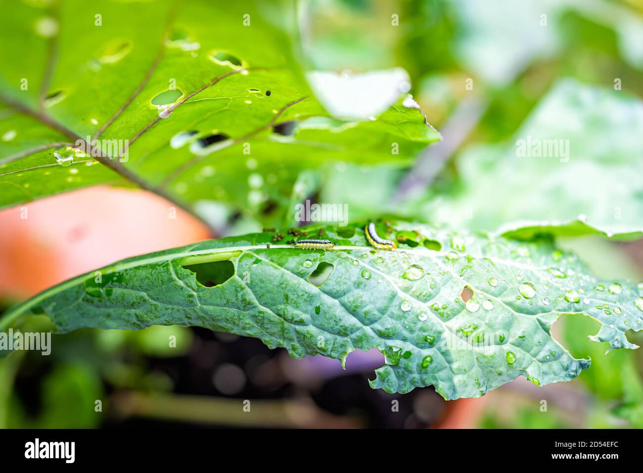 Closeup macro of lacinato kale plant leaf growing with caterpillar ...