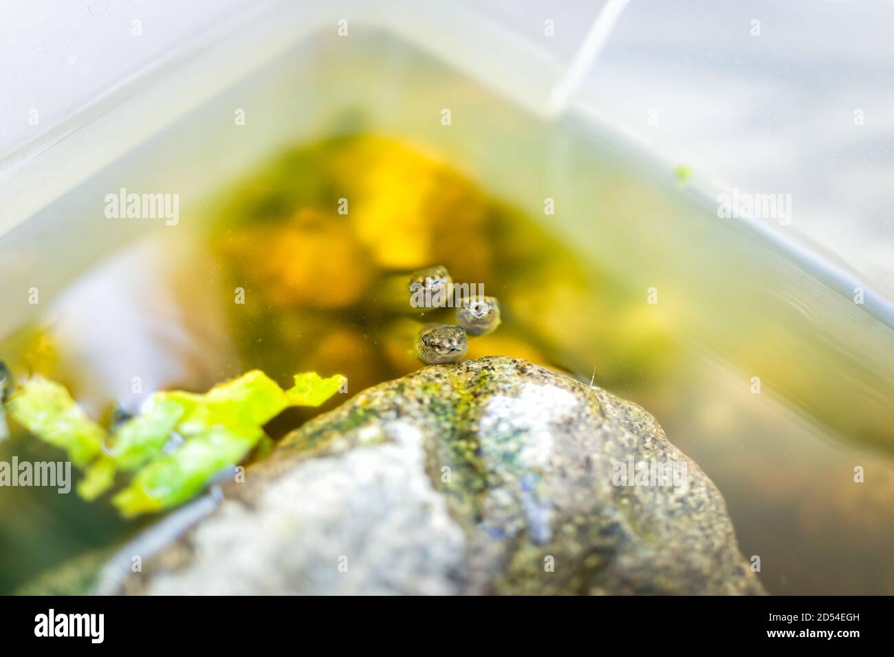 Gray tree frog treefrog tadpoles swimming in aquarium outside breathing ...