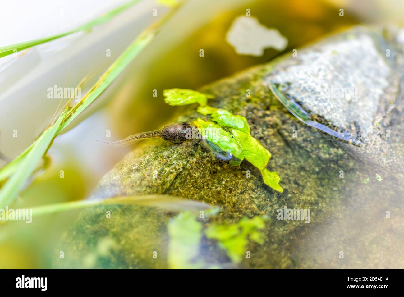 Baby frog aquarium hi-res stock photography and images - Alamy