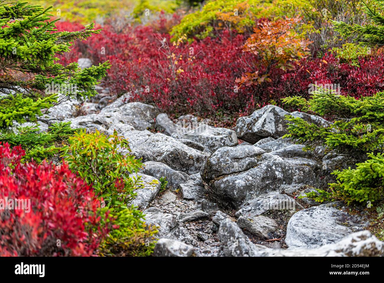 Colorful red bushes leaves foliage in autumn fall in Bear Rocks at ...