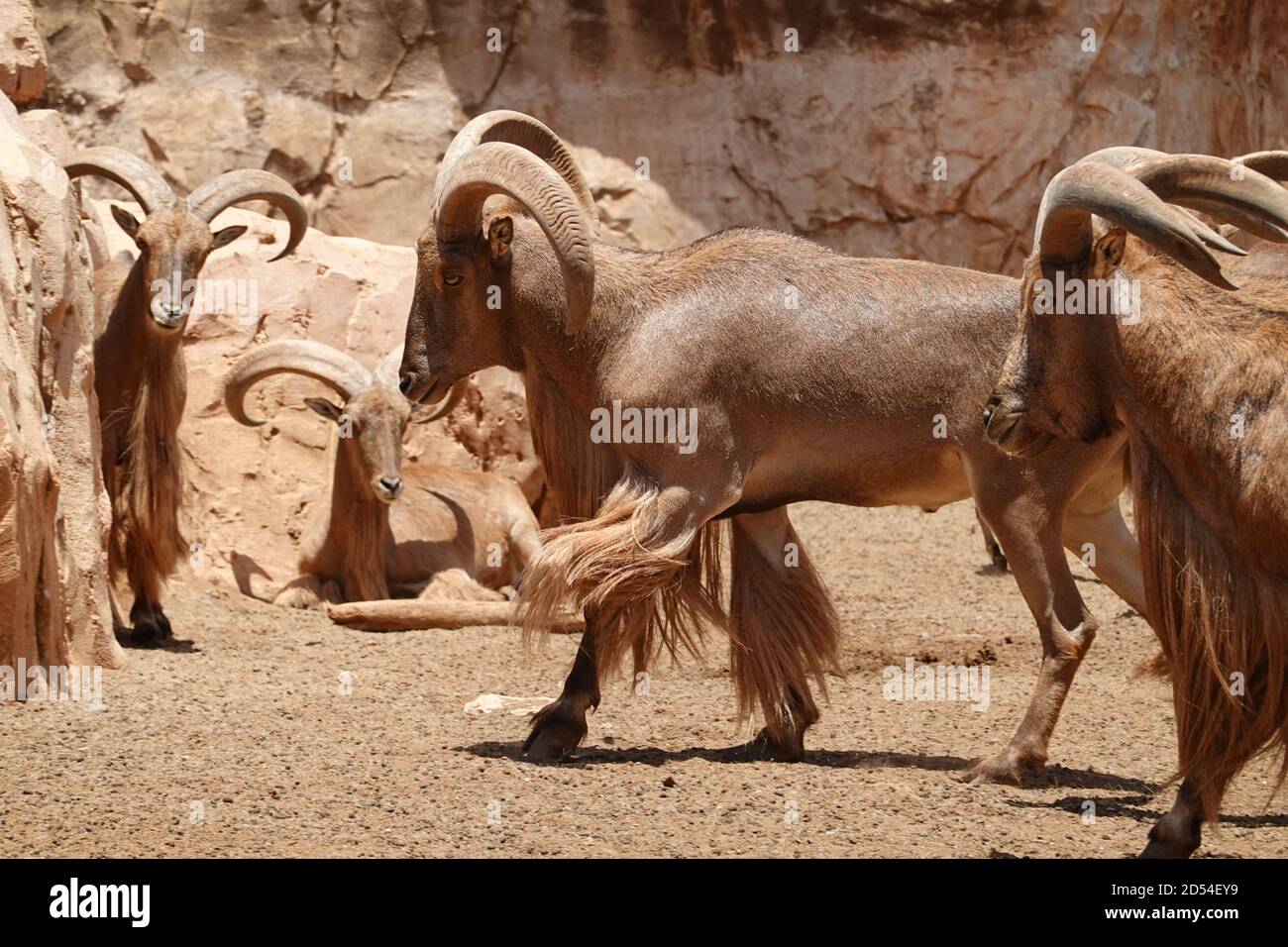 Maned ram hi-res stock photography and images - Alamy