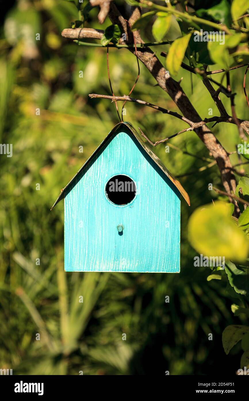 Lemon hangs from tree hi-res stock photography and images - Alamy