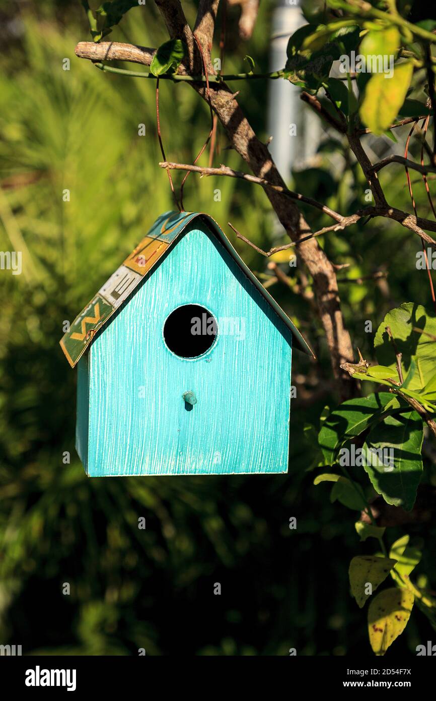 Aqua blue metal birdhouse hangs from a lemon tree in Naples, Florida ...