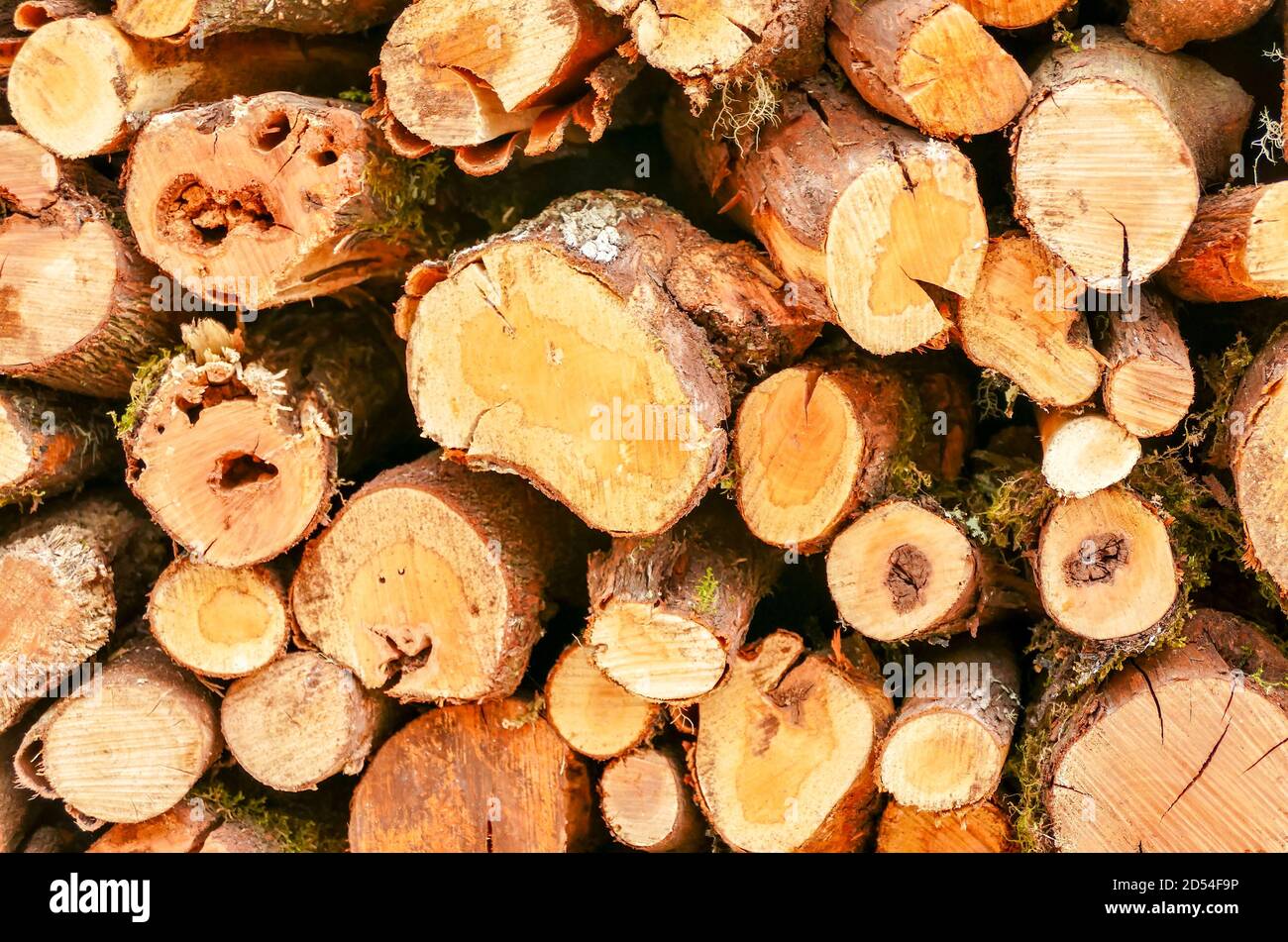 Wood texture of cut tree trunk Stock Photo - Alamy