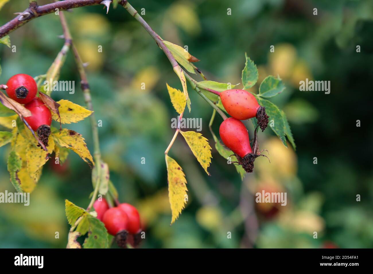 Closeup shot of rosehips growing on tree branches Stock Photo - Alamy