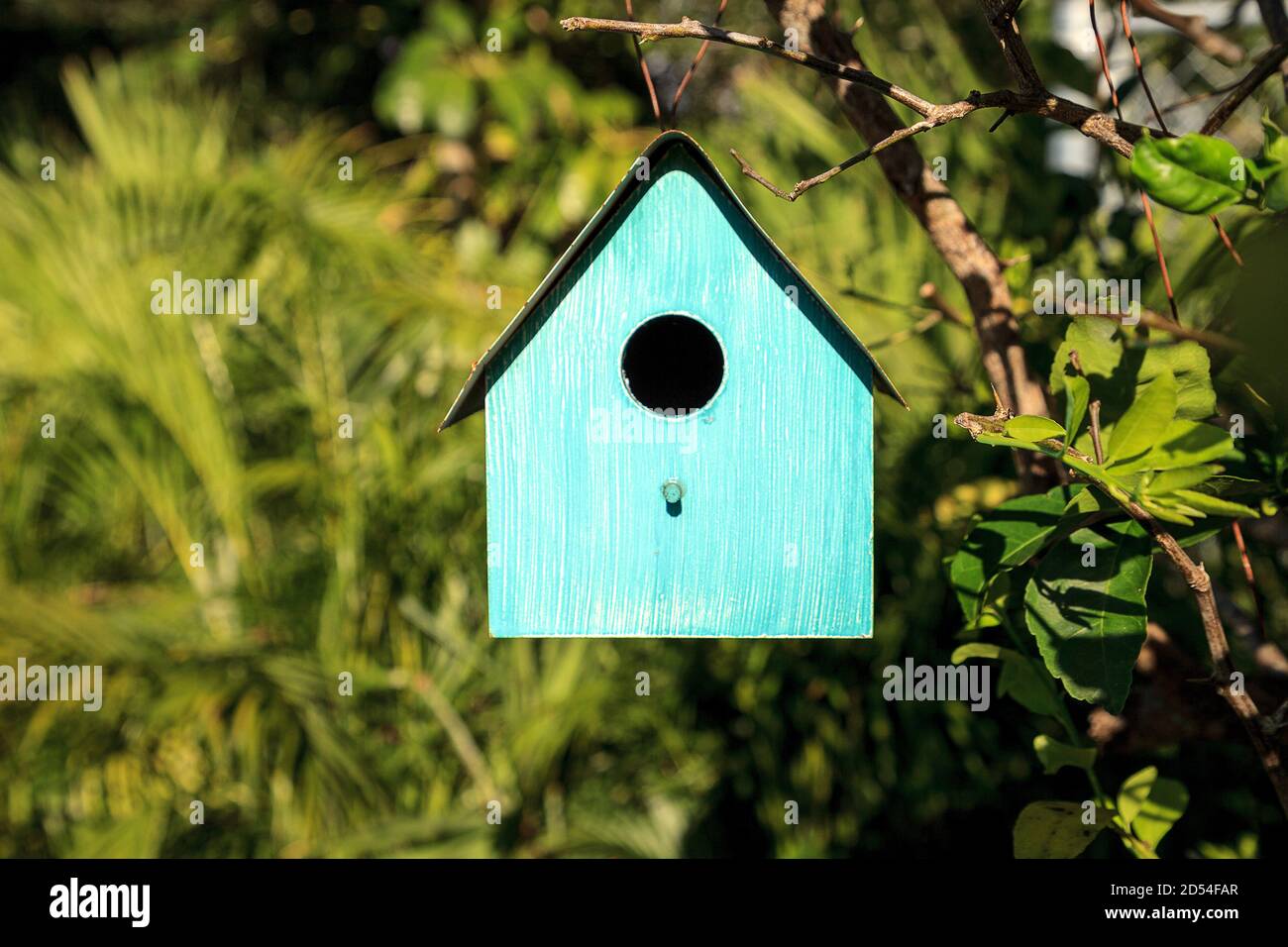 Aqua blue metal birdhouse hangs from a lemon tree in Naples, Florida ...
