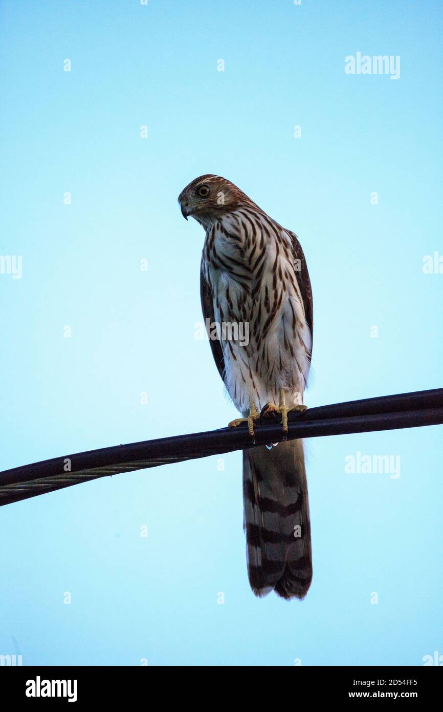Juvenile light morph Red-tailed hawk Buteo jamaicensis perches on a ...