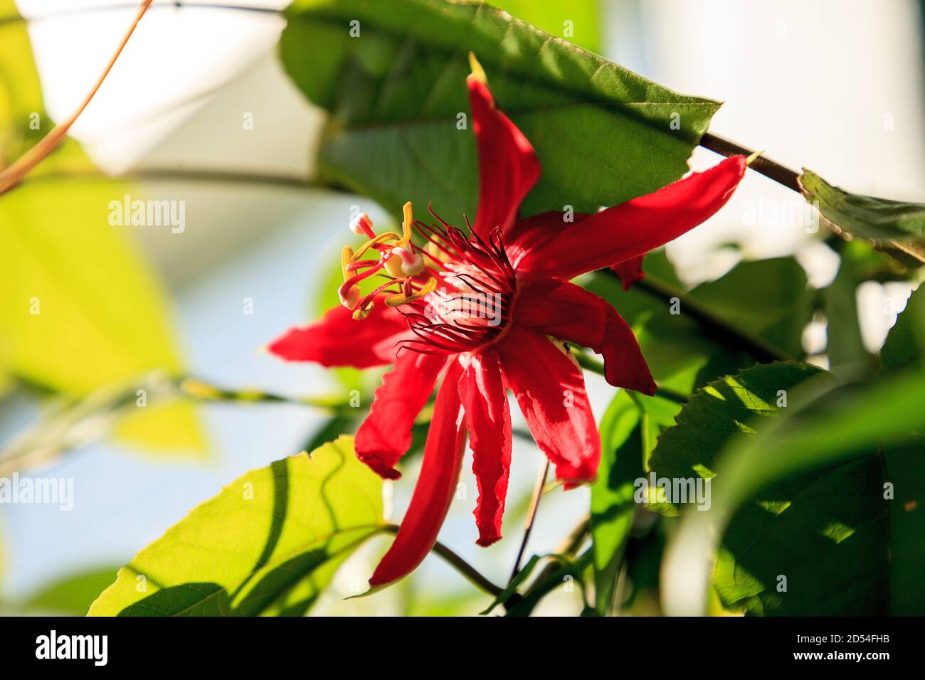 Red scarlet flame passionflower vine in Naples, Florida Stock Photo - Alamy