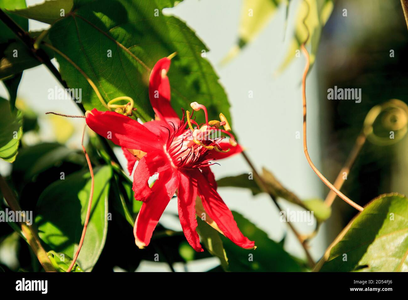 Red scarlet flame passionflower vine in Naples, Florida Stock Photo - Alamy