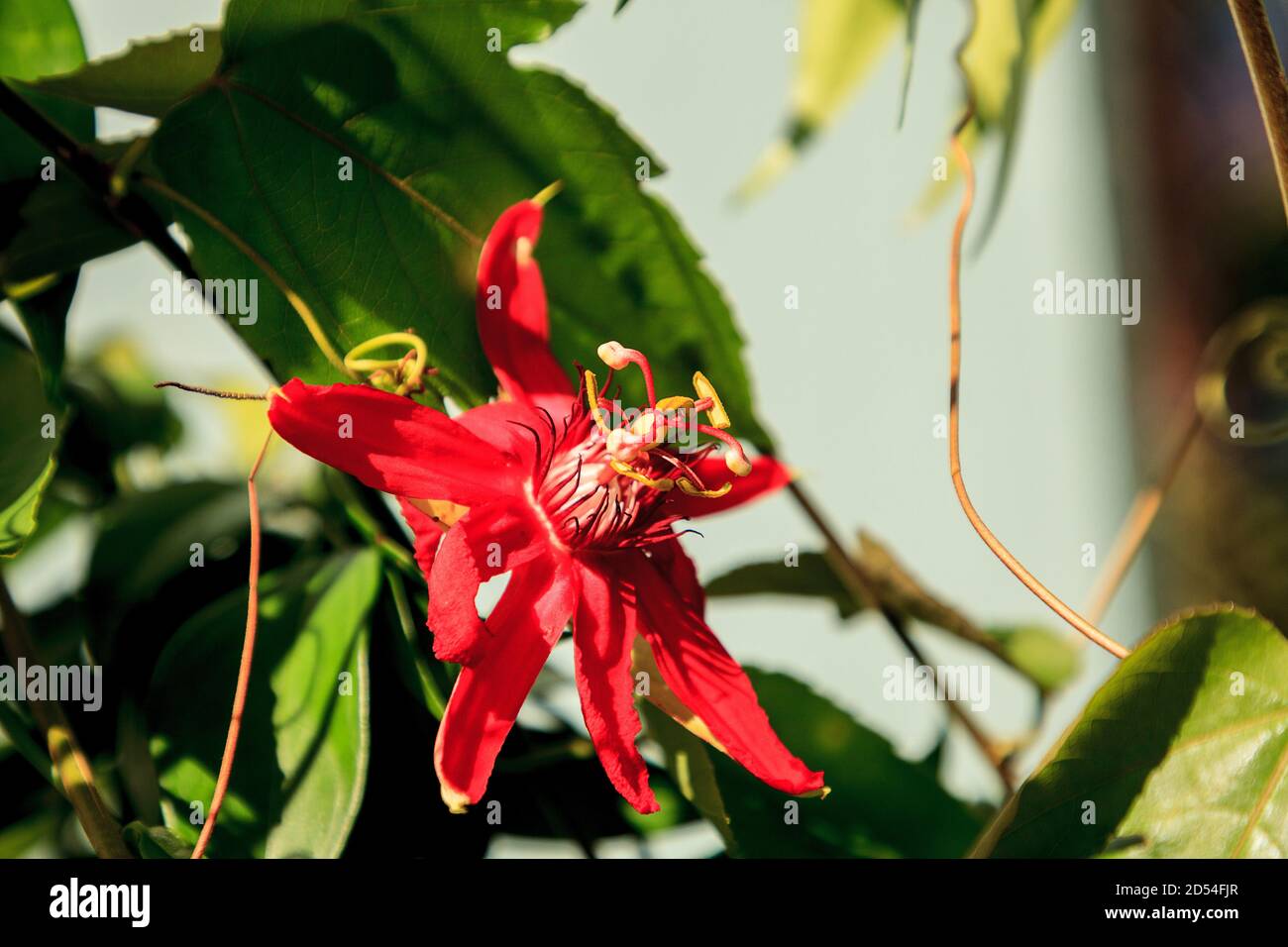 Passiflora capsularis hi-res stock photography and images - Alamy