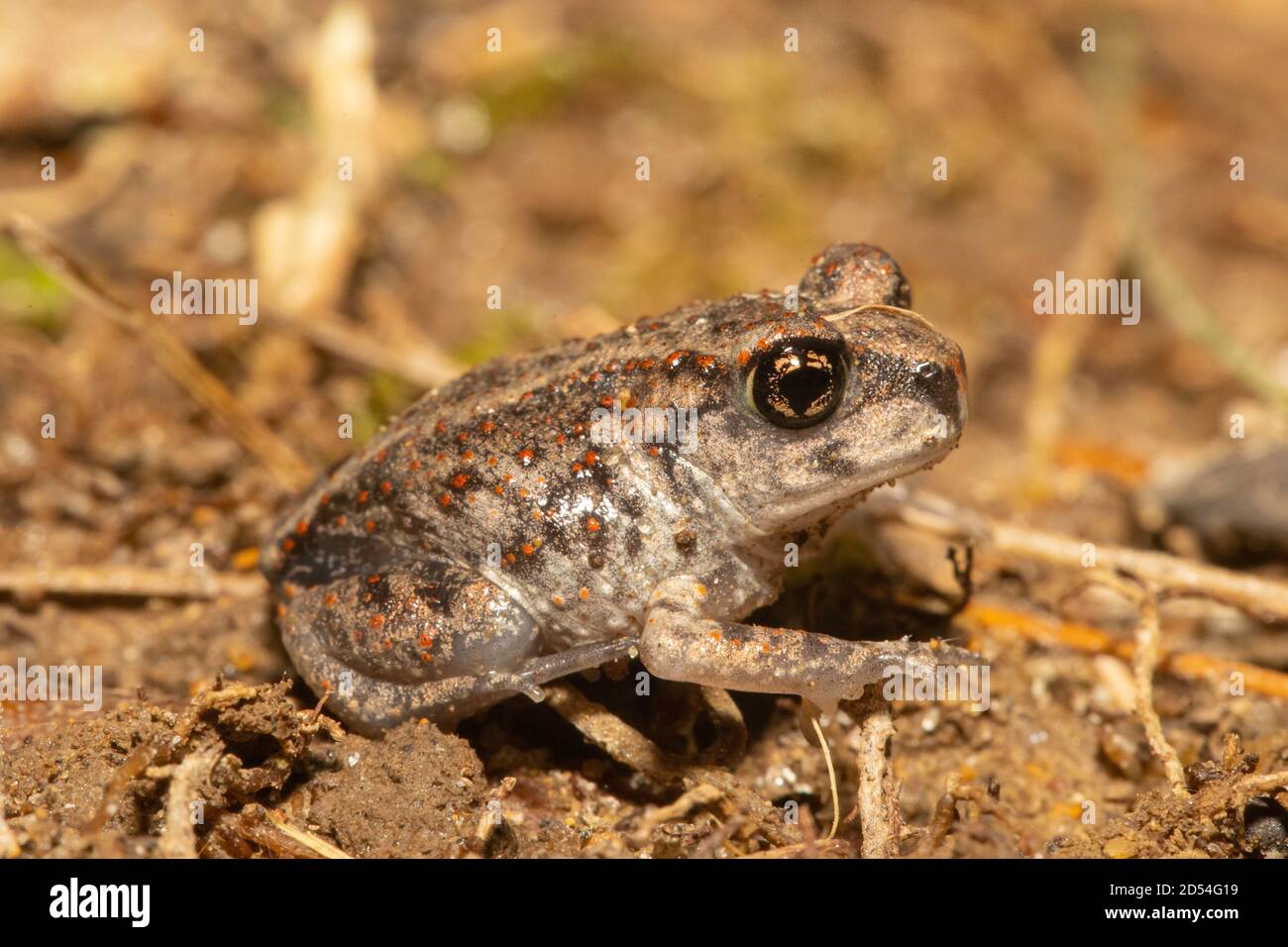 Eastern spadefoot metamorph - Scaphiopus holbrookii Stock Photo - Alamy